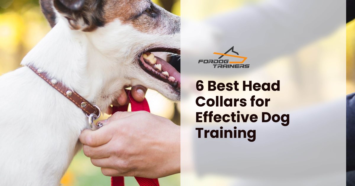 6 Best Head Collars for Effective Dog Training - ForDogTrainers Blog