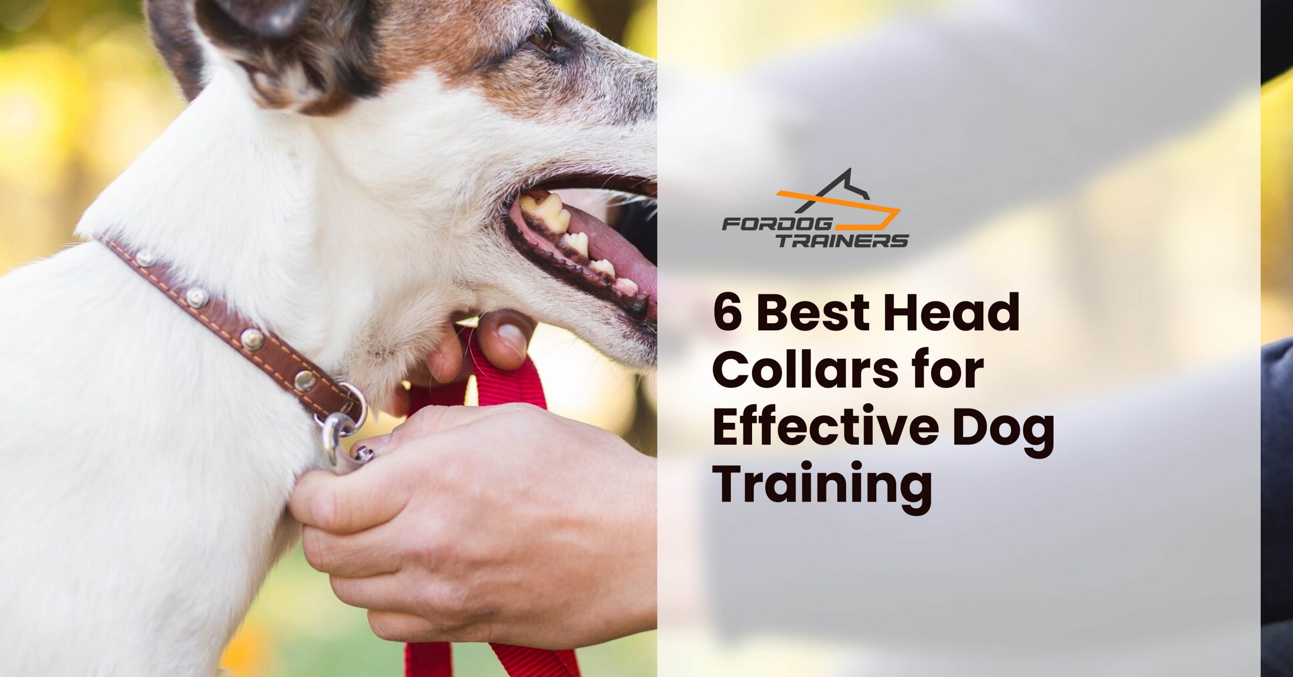 6 Best Head Collars for Effective Dog Training - ForDogTrainers Blog