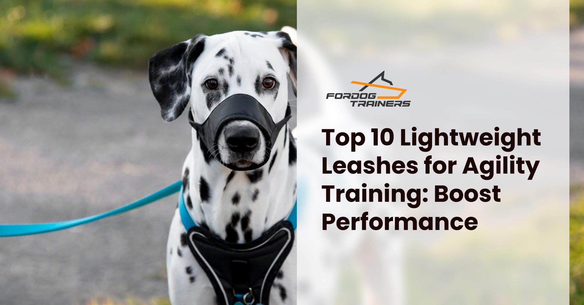 Top 10 Lightweight Leashes for Agility Training: Boost Performance ...