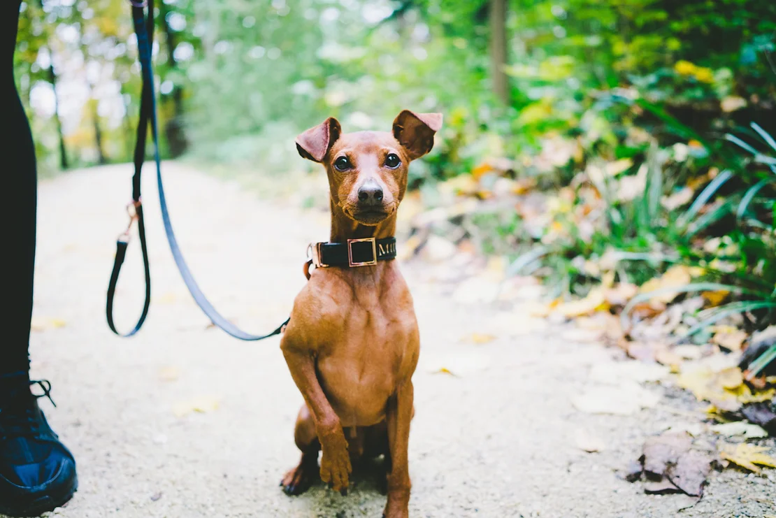 Types of Dog Leashes - ForDogTrainers Blog