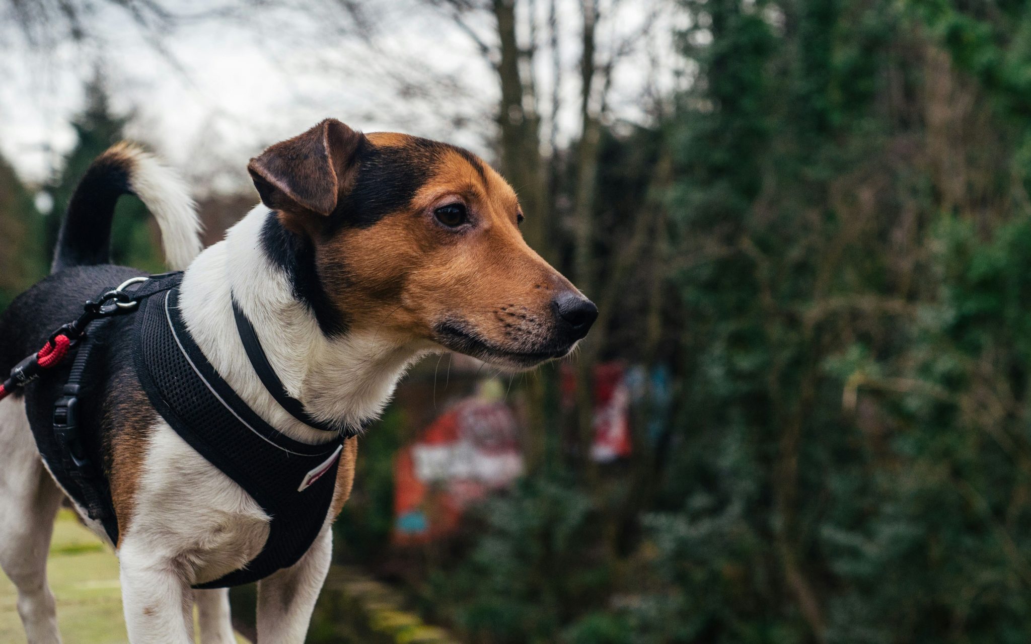 Types of Harnesses - ForDogTrainers Blog