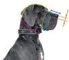 Dog Muzzle Size Charts - ForDogTrainers Blog