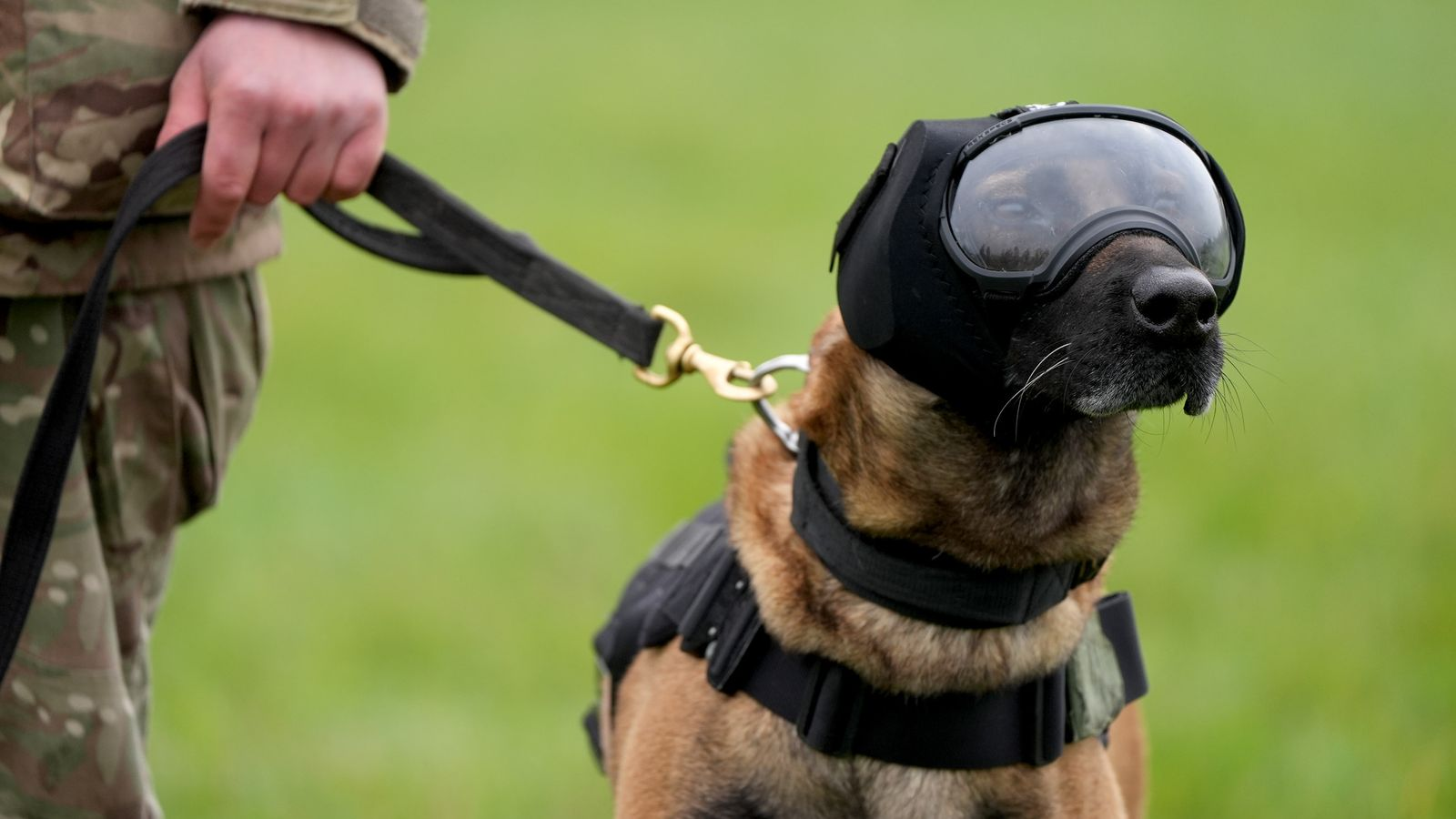 Special Purpose Dog Leashes - ForDogTrainers Blog