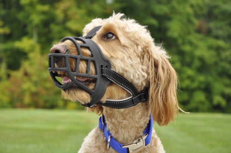 Veterinary Muzzles - ForDogTrainers Blog