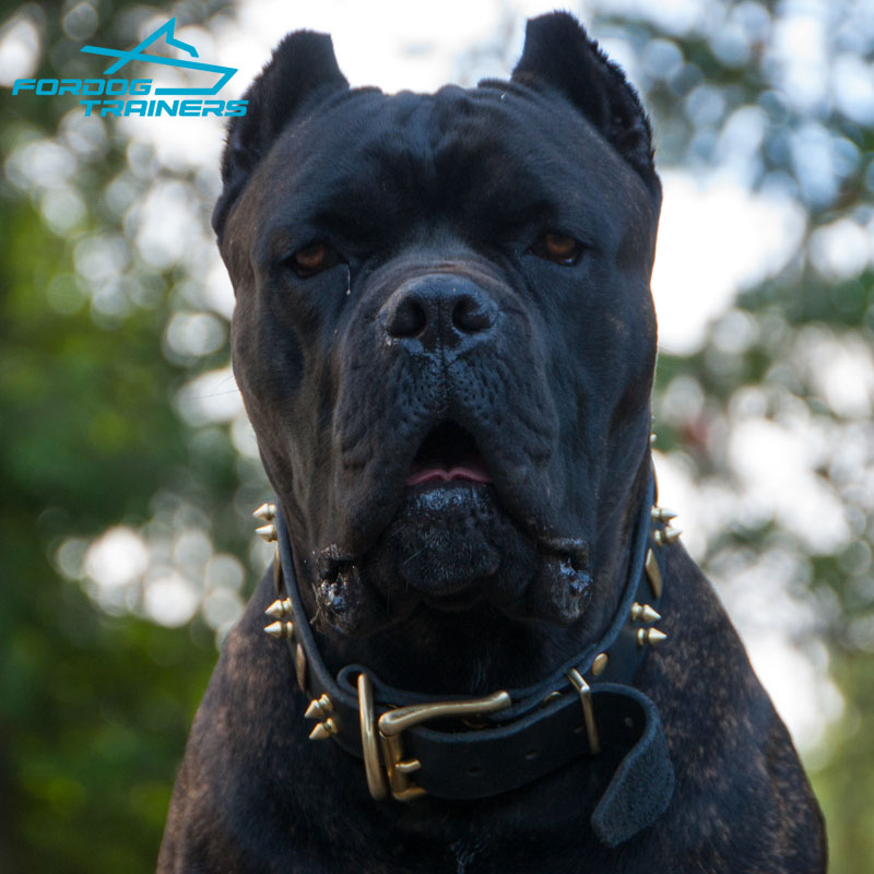 Roman Cane Corso Looks Even More Magnificent in Artisan Spiked Leather ...