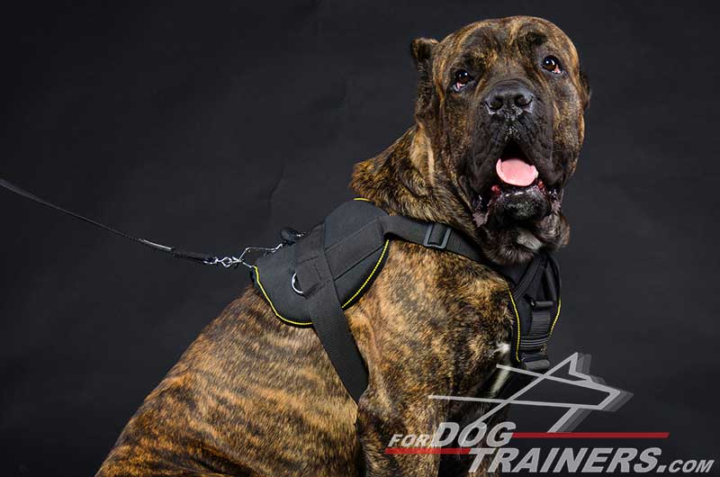 Brand New Multifunctional Cane Corso Nylon Harness [H12##1073 Cane ...